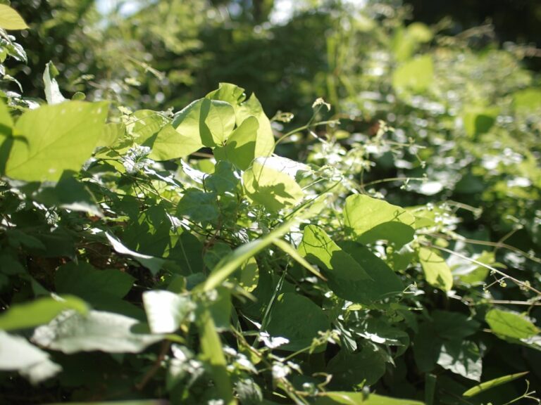 Ackerwinde im Garten: Erkennen und effektiv bekämpfen