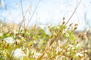 Ackerwinde im Garten: Erkennen und effektiv bekämpfen